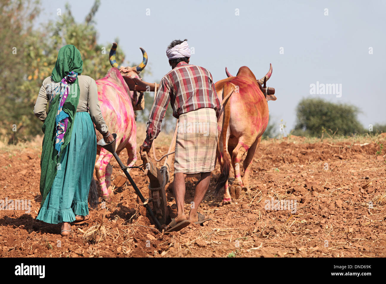 Man and woman ploughing field. Bhil tribe, Madhya Pradesh, India Stock ...