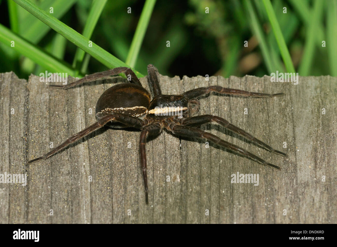 Raft Spider - Dolomedes fimbriatus Britains largest spider Stock Photo ...