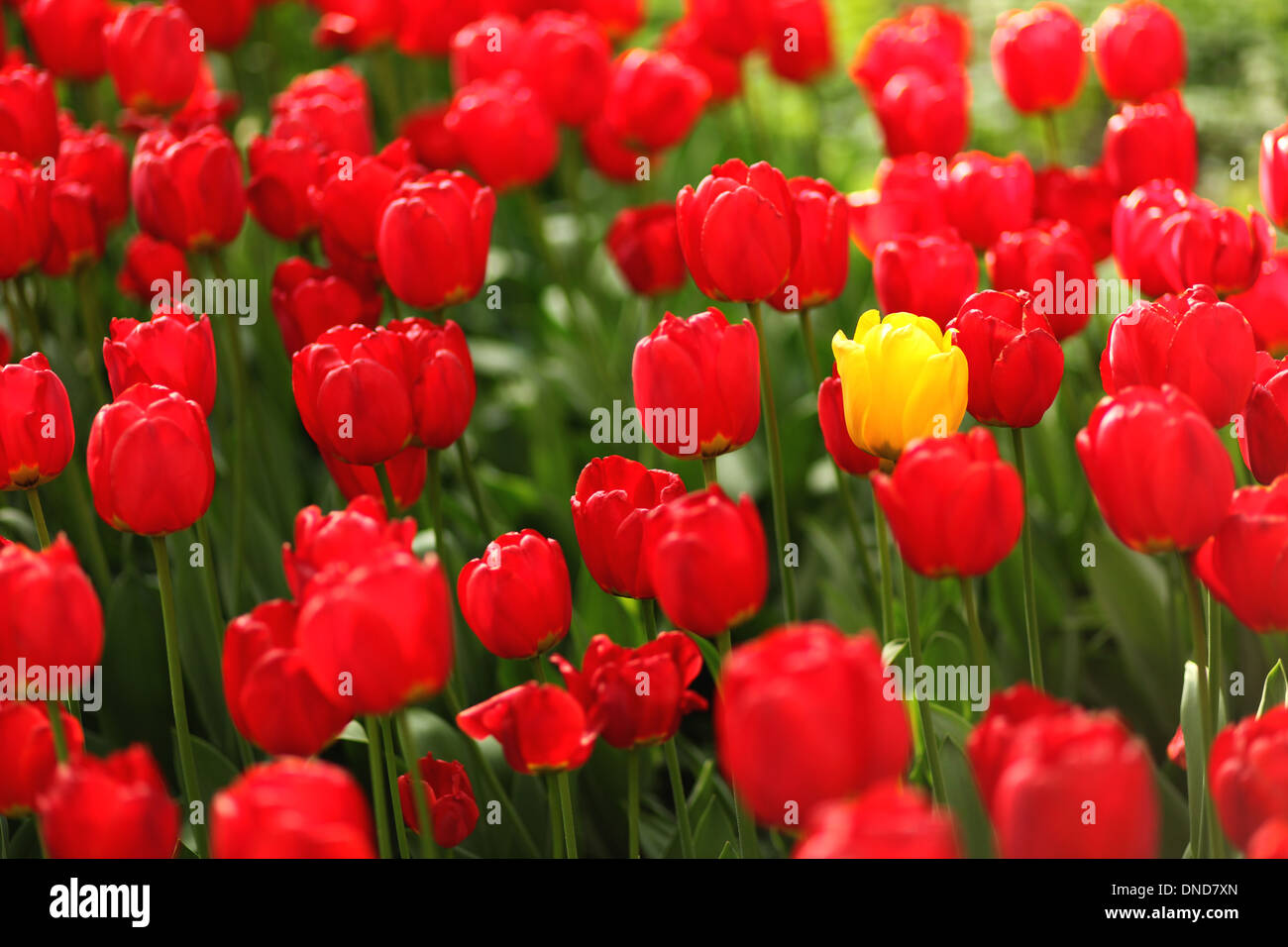 Kaisaniemi botanic garden hi-res stock photography and images - Alamy