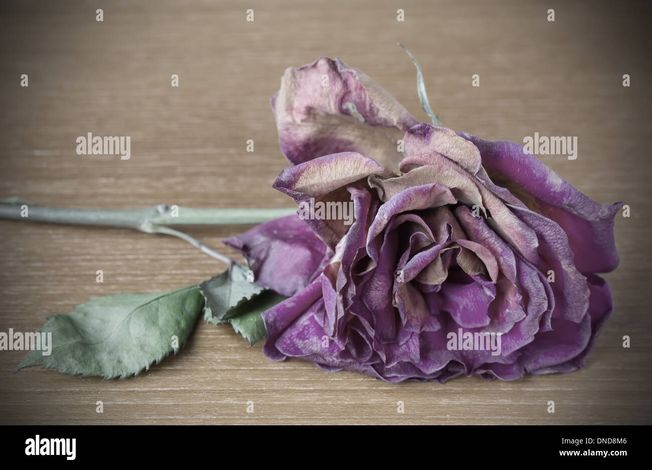 Dead rose hi-res stock photography and images - Alamy