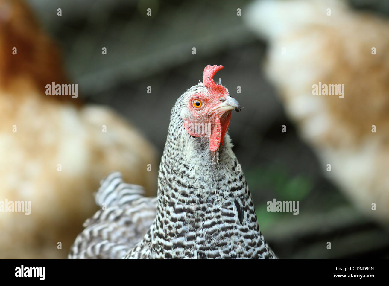White hen with black spots hi-res stock photography and images - Alamy