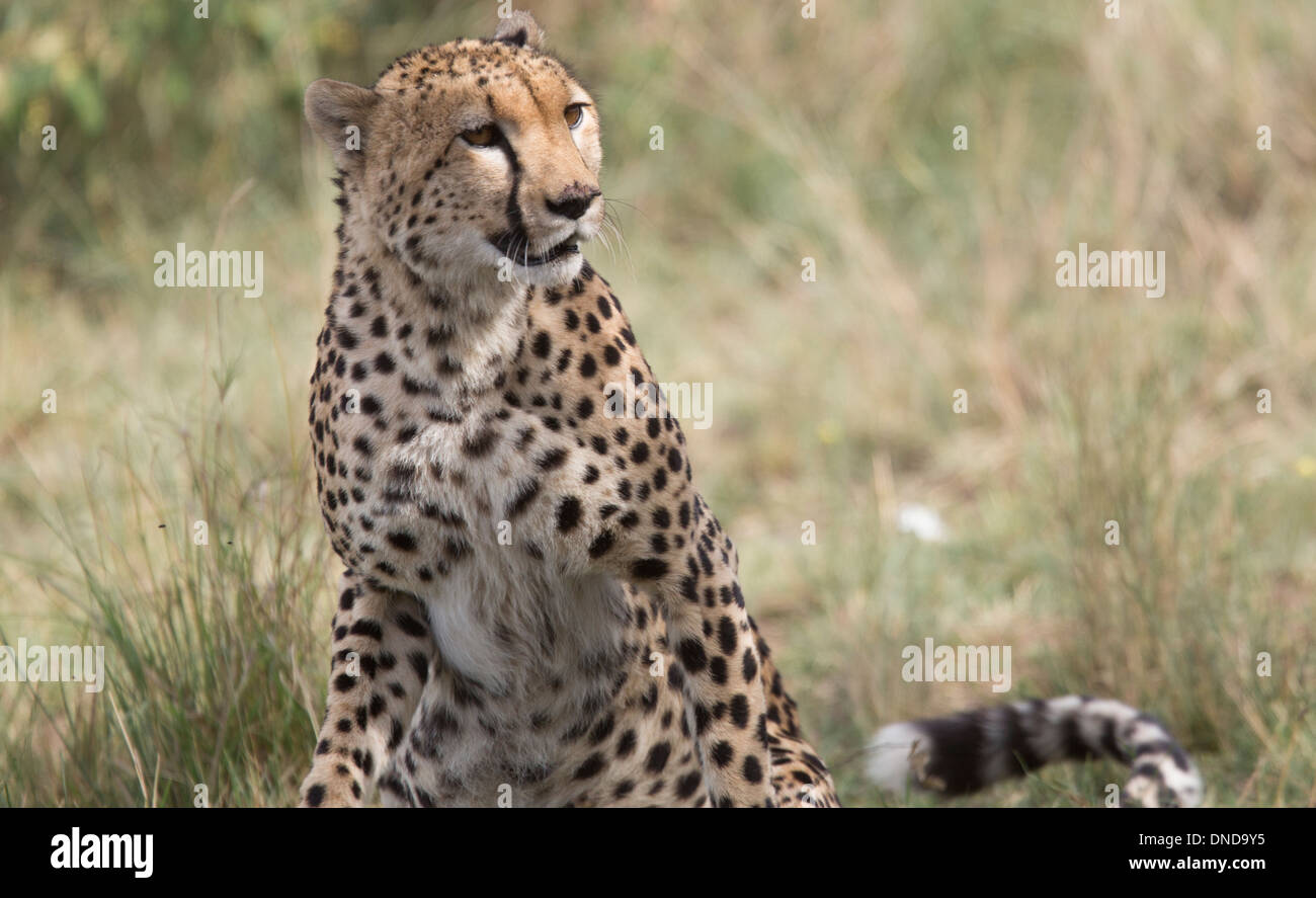 Adult male cheetah relaxing after what looked like a good meal in the ...