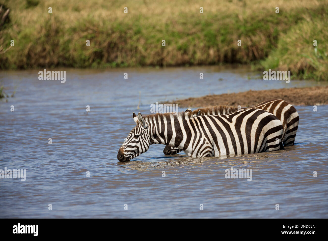 Zebra drinking water hi-res stock photography and images - Alamy