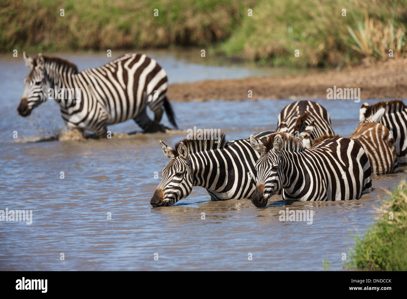 Zebra flock hi-res stock photography and images - Alamy
