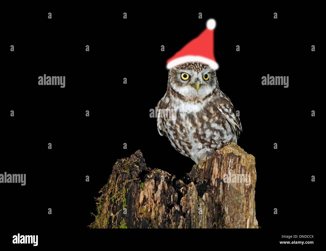 Real Owl In Santa Hat