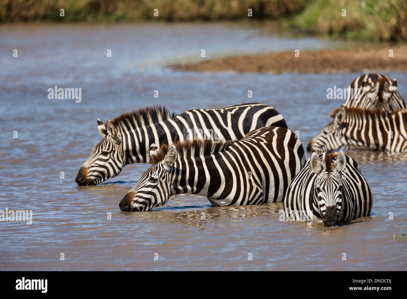 Zebra flock watering Stock Photo - Alamy