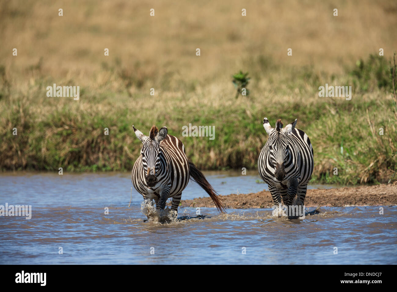 Zebras crossing the river Stock Photo - Alamy