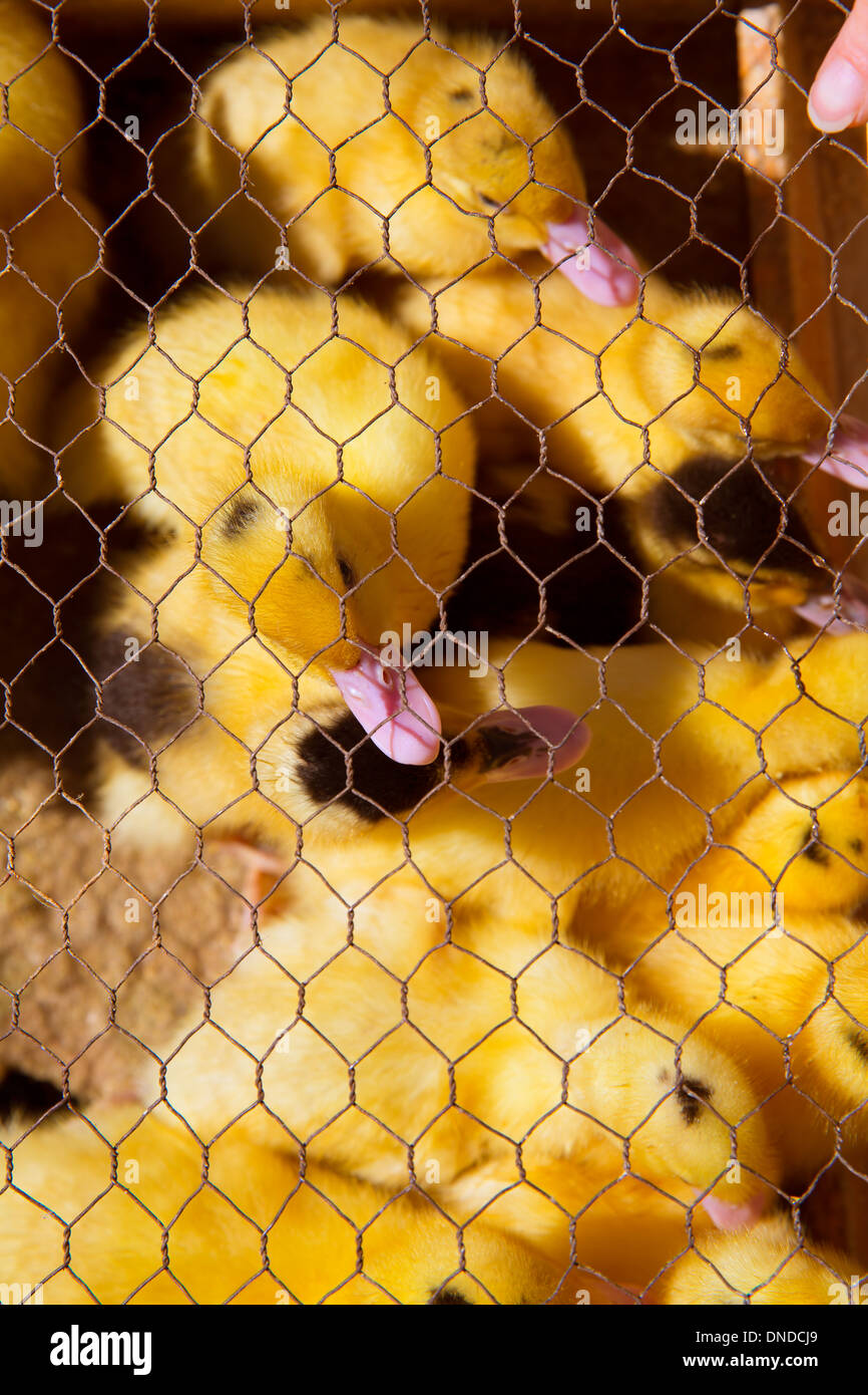 ducklings ducks in yellow and black under wire mesh at cattle fair ...