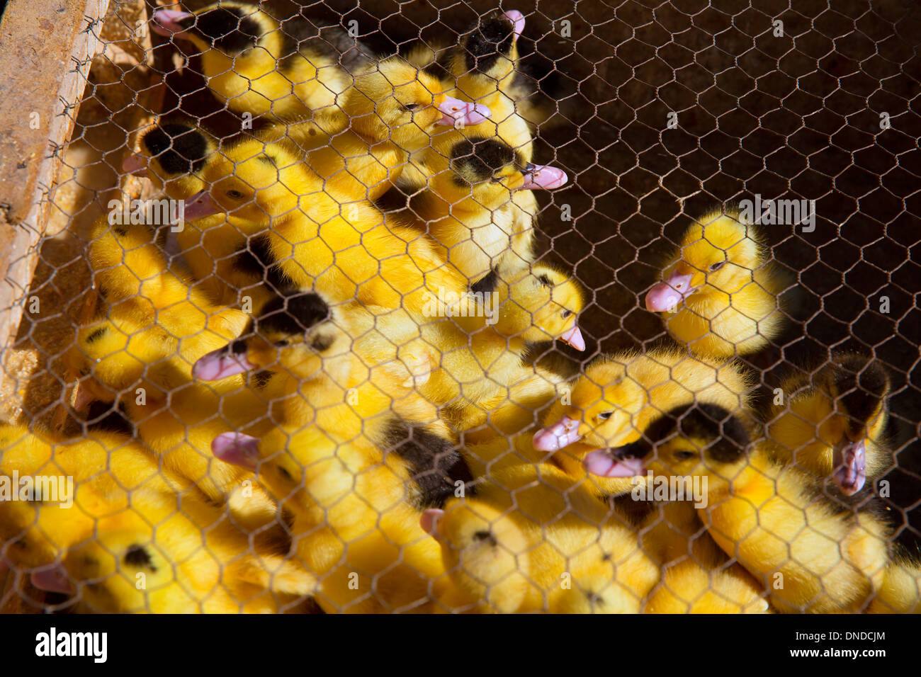 ducklings ducks in yellow and black under wire mesh at cattle fair ...