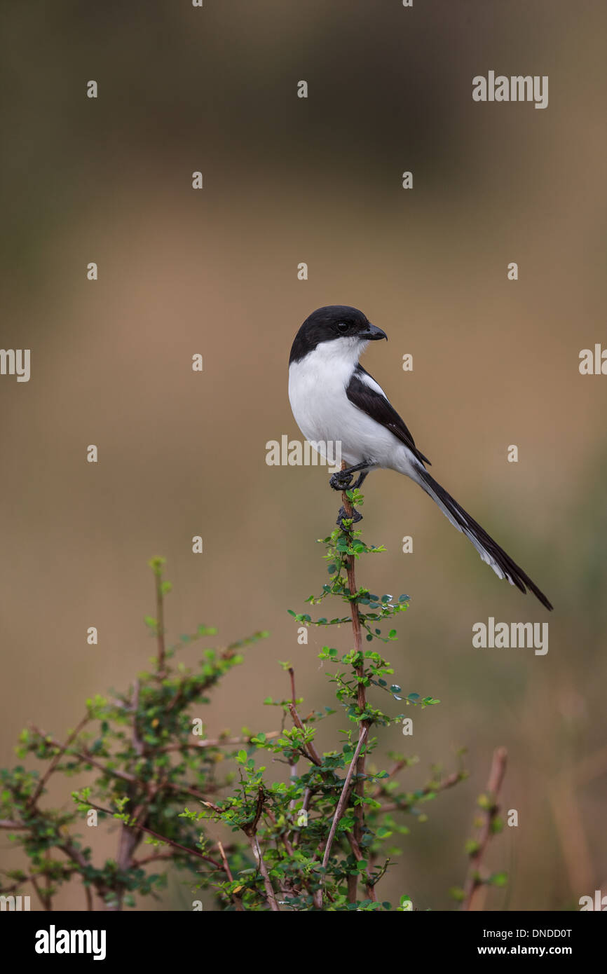 African common white hi-res stock photography and images - Alamy