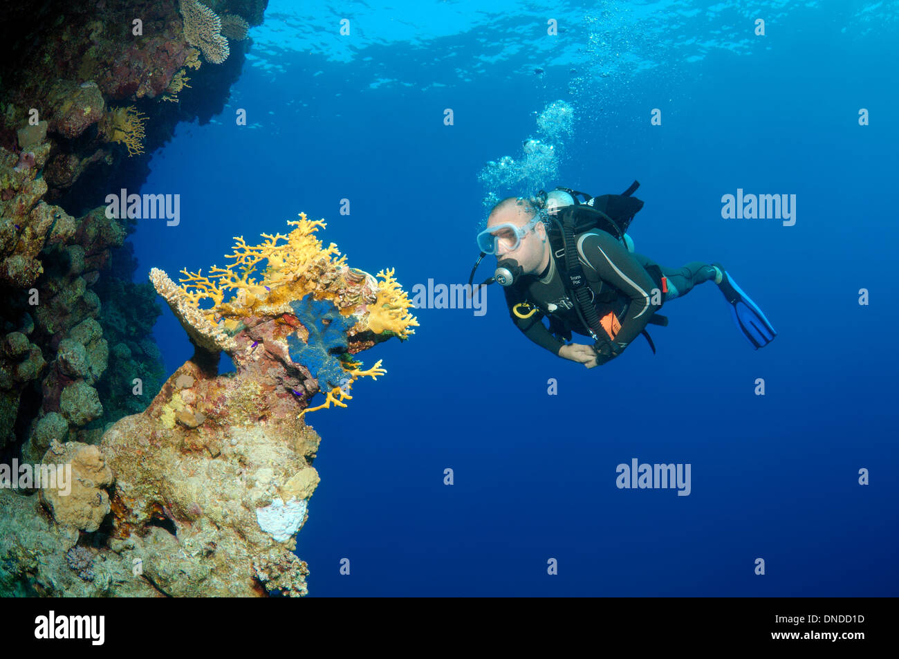 Diver looking at coral reef . Ras Muhammad National Park, Sinai ...
