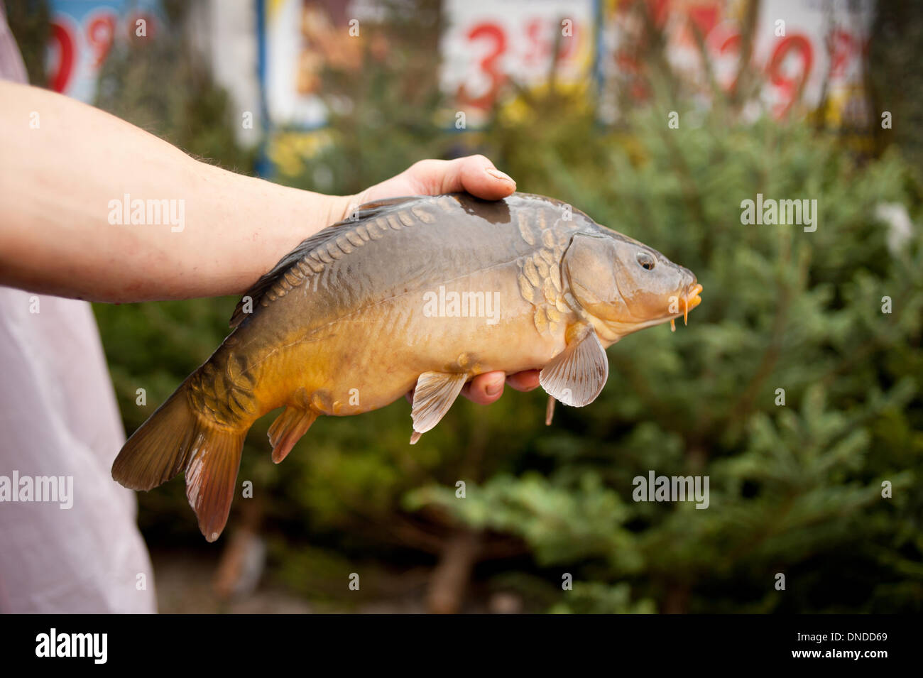 One alive carp fish in hand at market Stock Photo - Alamy