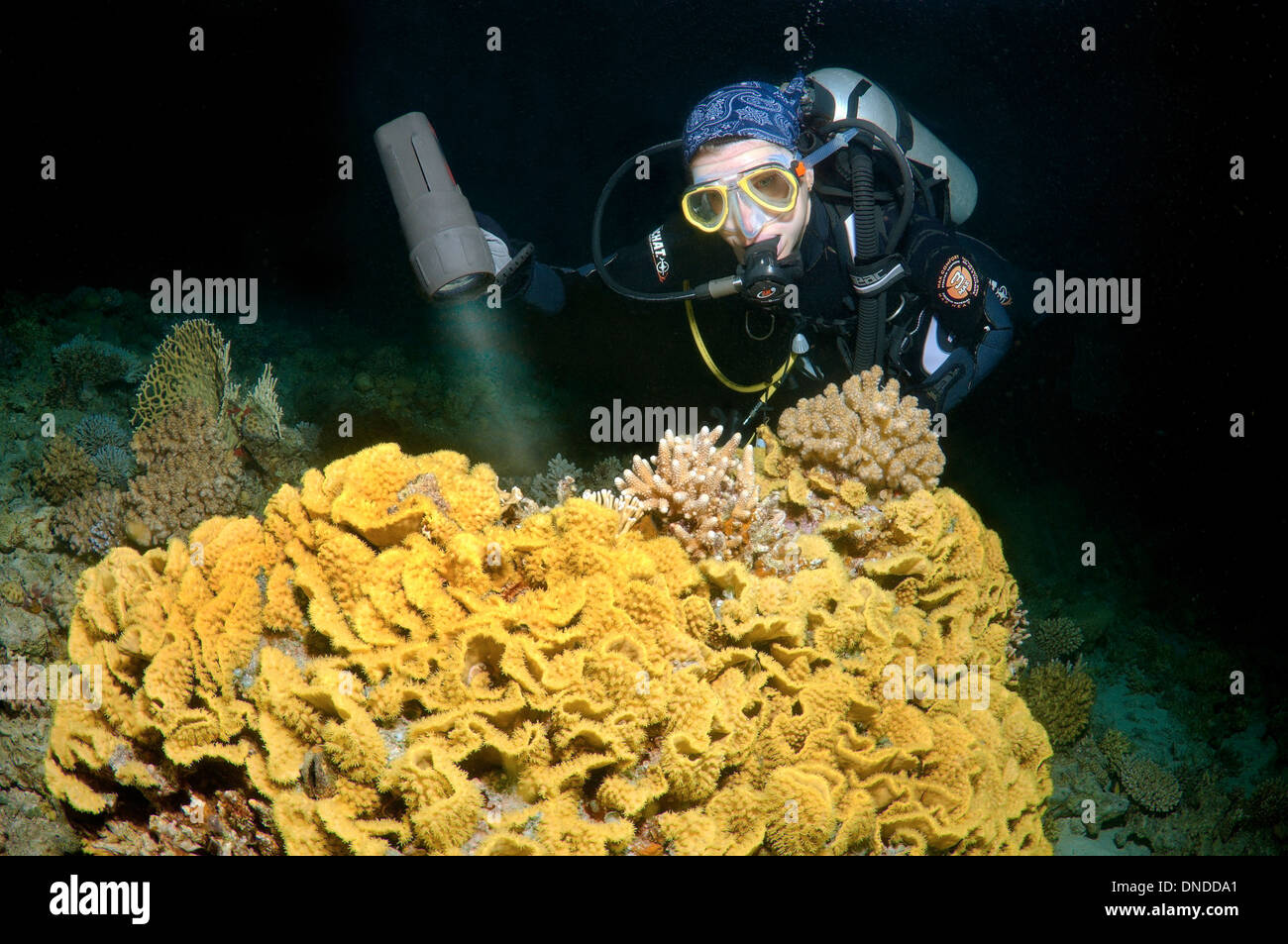 Scuba-diver looking at Pagoda Corall or Disc Coral (Turbinaria ...
