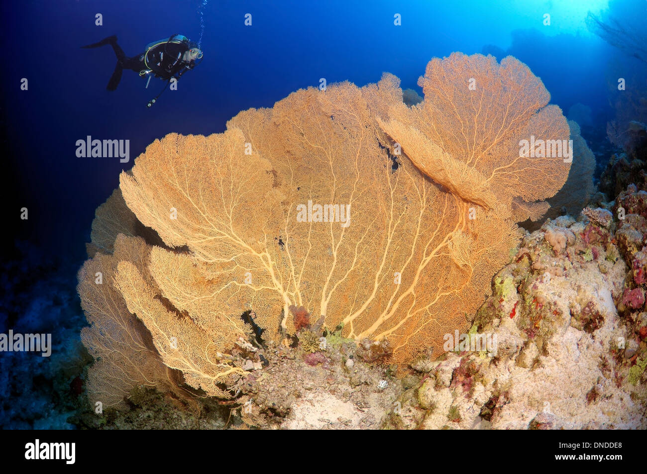 Common sea fan coral gorgonia hi-res stock photography and images - Alamy