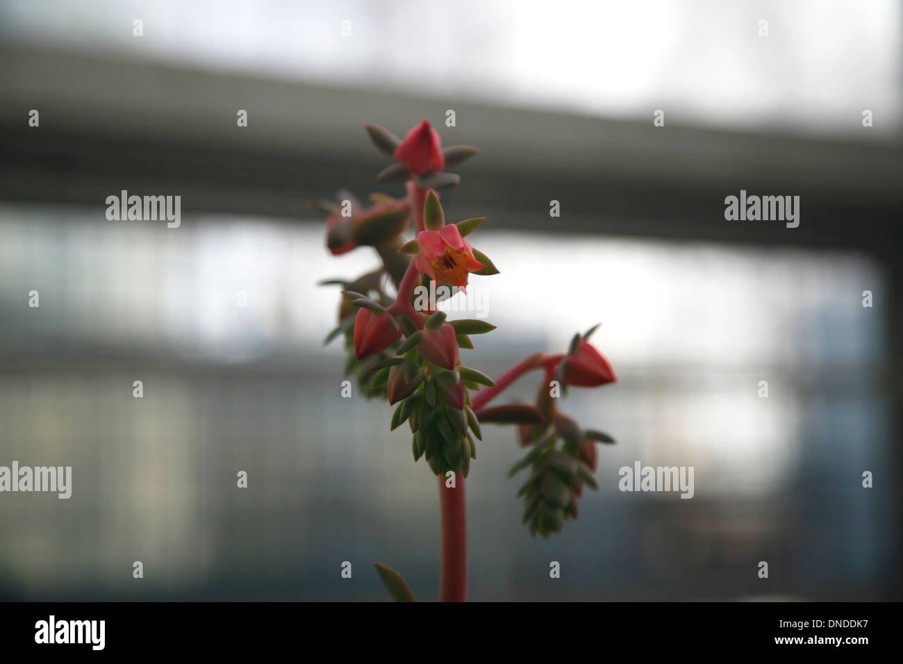 The Crassulaceae, also known as the stonecrop family or the orpine ...