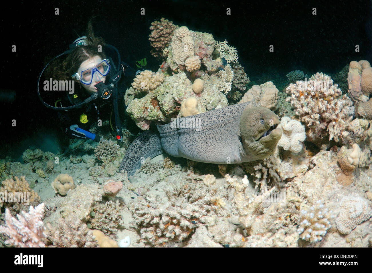 Giant moray (Gymnothorax javanicus) in night diving,, Red Sea, Egypt ...