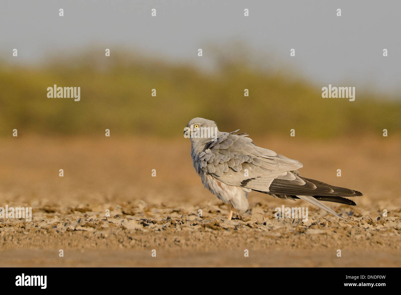 Montagu's Harrier (Circus pygargus) preening at Little Rann of kutch ...