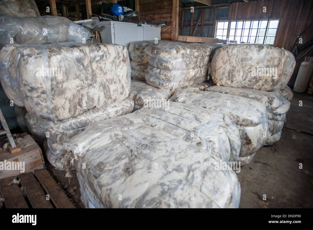 Wool production, Rio Verde, Chile, south america Stock Photo - Alamy