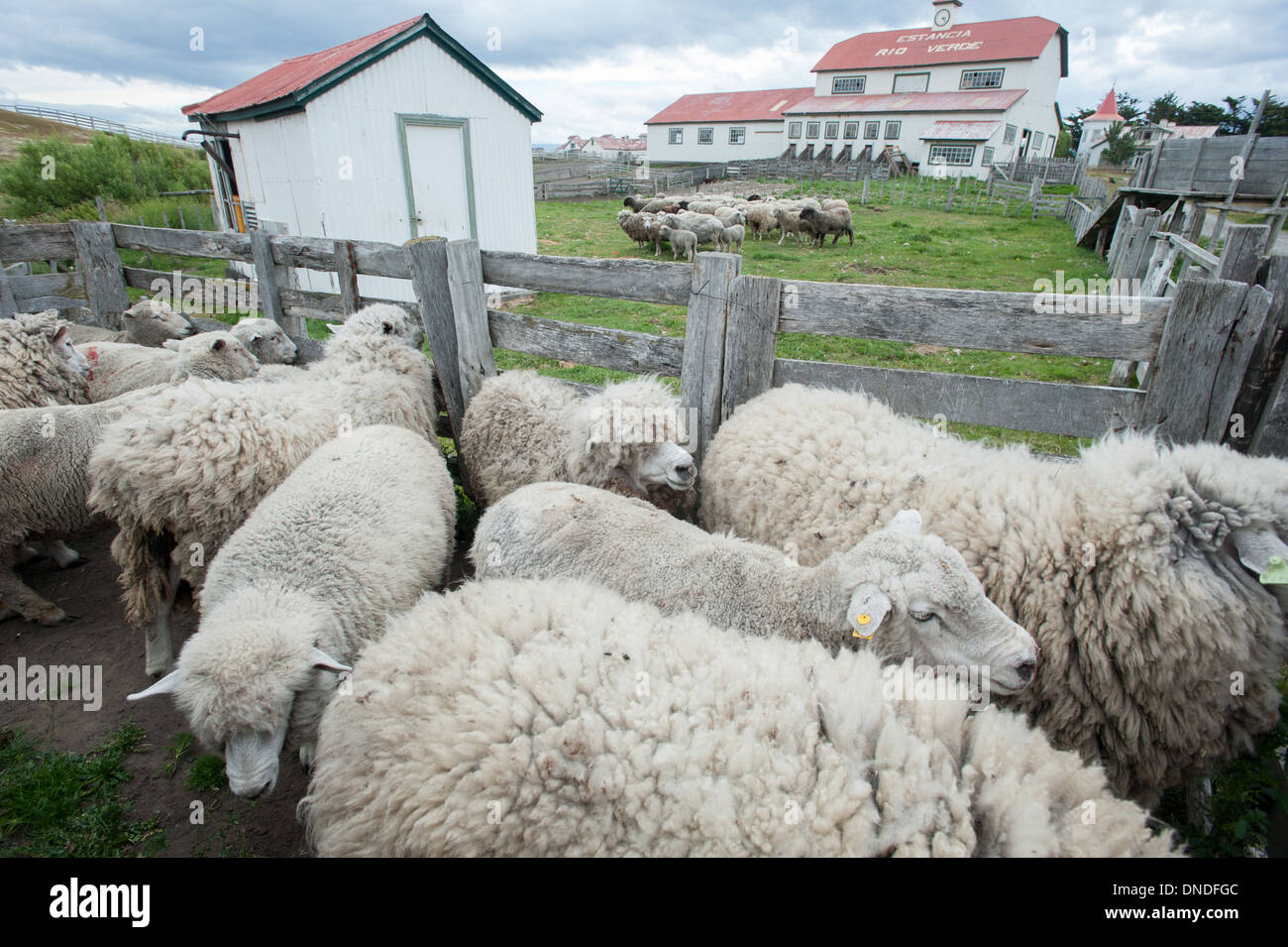 Fenced in Sheep, Rio Verde Chile Stock Photo - Alamy