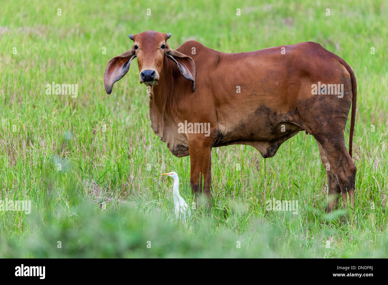 On the field in Thailand you see a cow whit an Intermediate Egret Stock ...