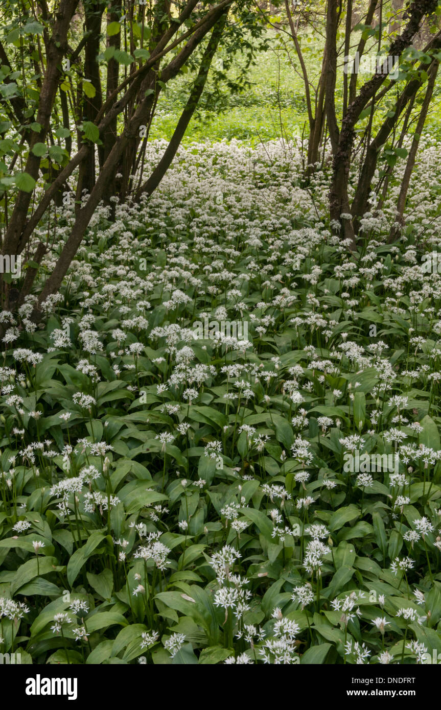 Ramsons (Wild Garlic) Allium ursinum. Surrey, May Stock Photo - Alamy