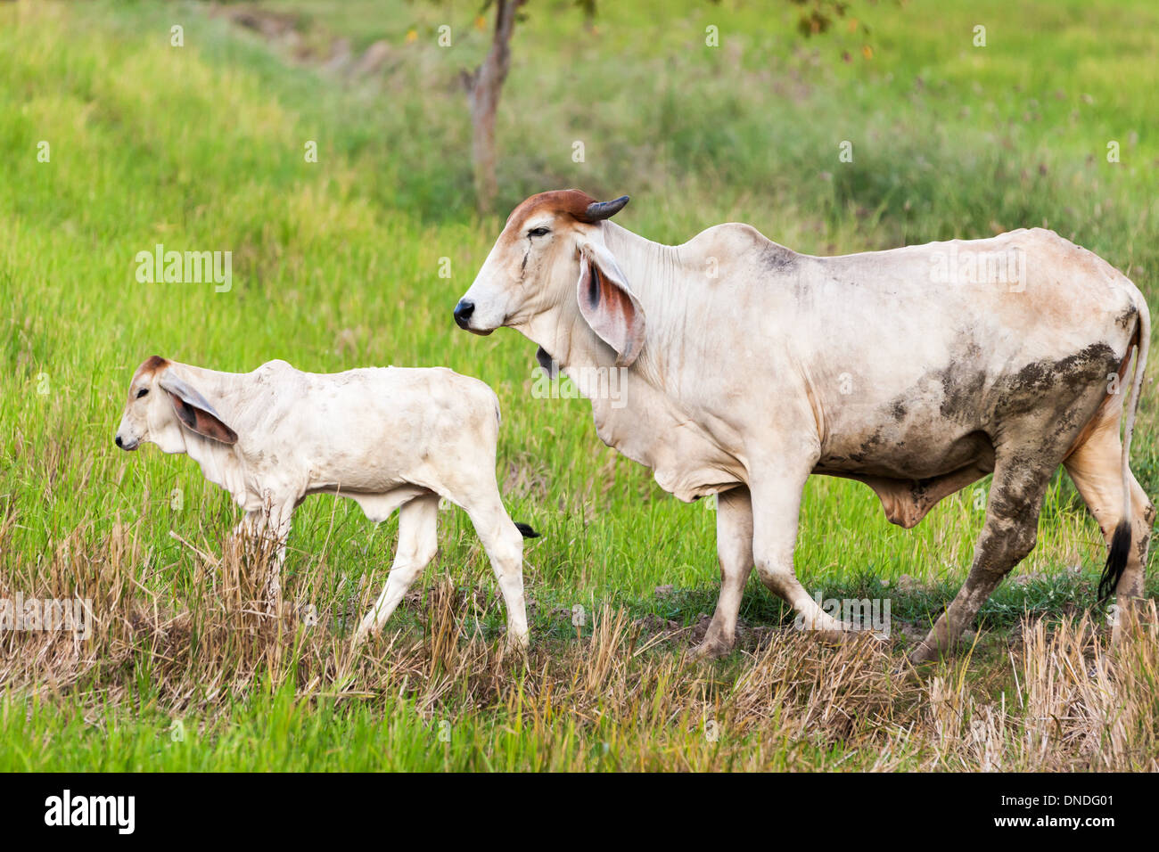 Bull and cow farm animals hi-res stock photography and images - Alamy