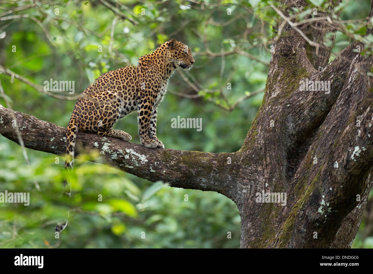Leopard sitting in a tree hi-res stock photography and images - Alamy