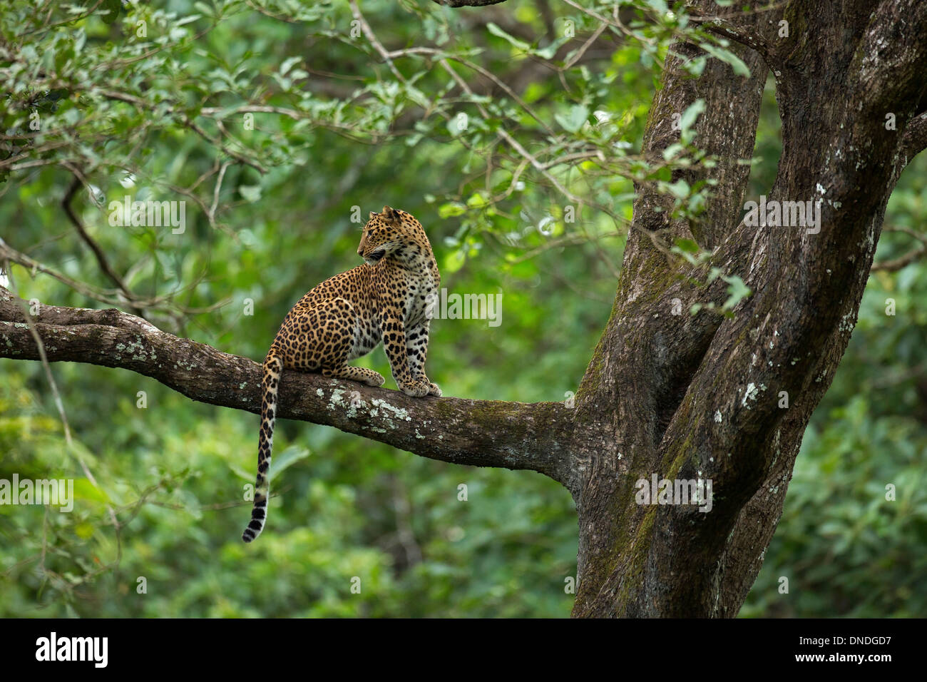 Kabini leopard hi-res stock photography and images - Alamy