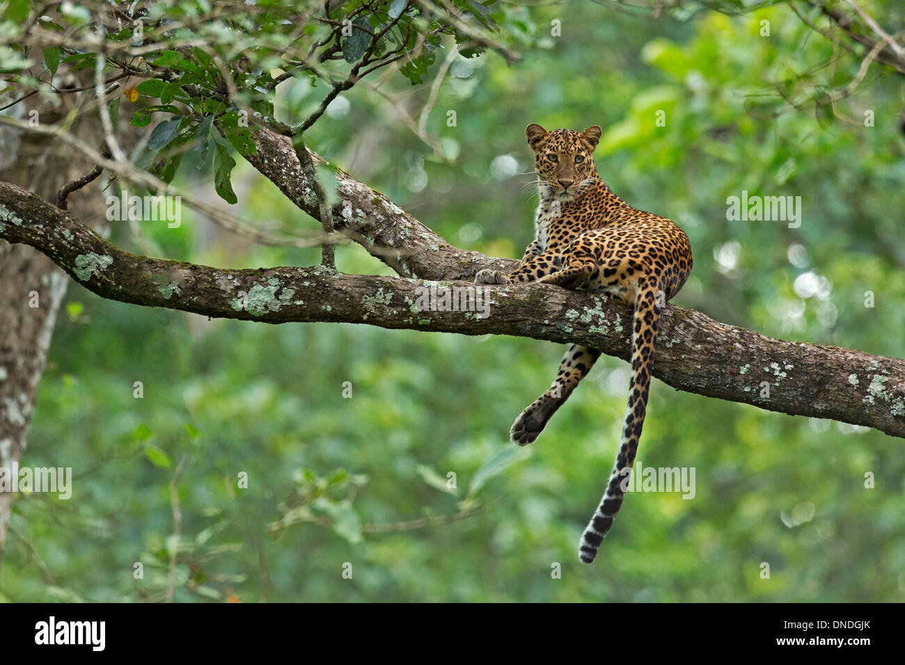 A leopard relaxes on a tree in the forests of Kabini in India which is ...