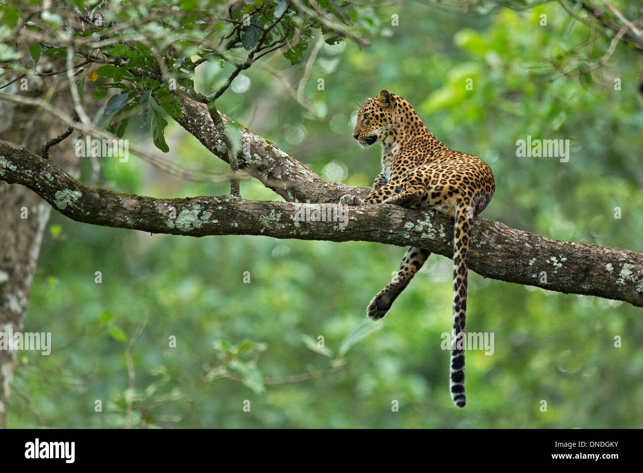 A leopard at ease Stock Photo - Alamy