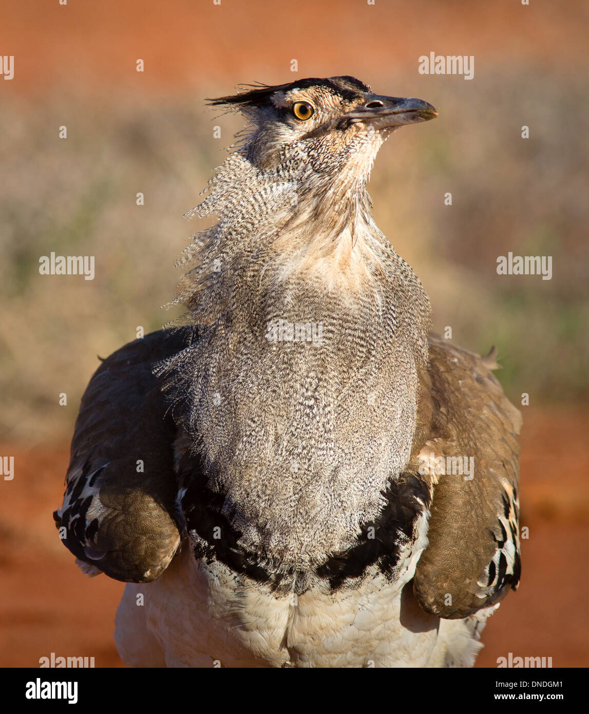 Kori Bustard Ardeotis kori a large heavy bird capable of flight at ...