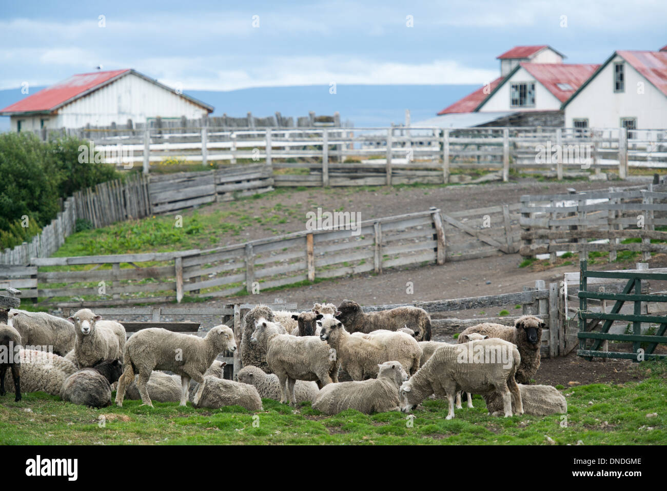 Sheep farmer chile hi-res stock photography and images - Alamy