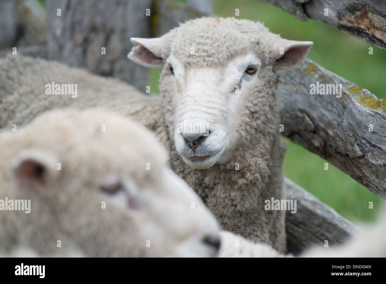 Of sheep estancia hi-res stock photography and images - Alamy