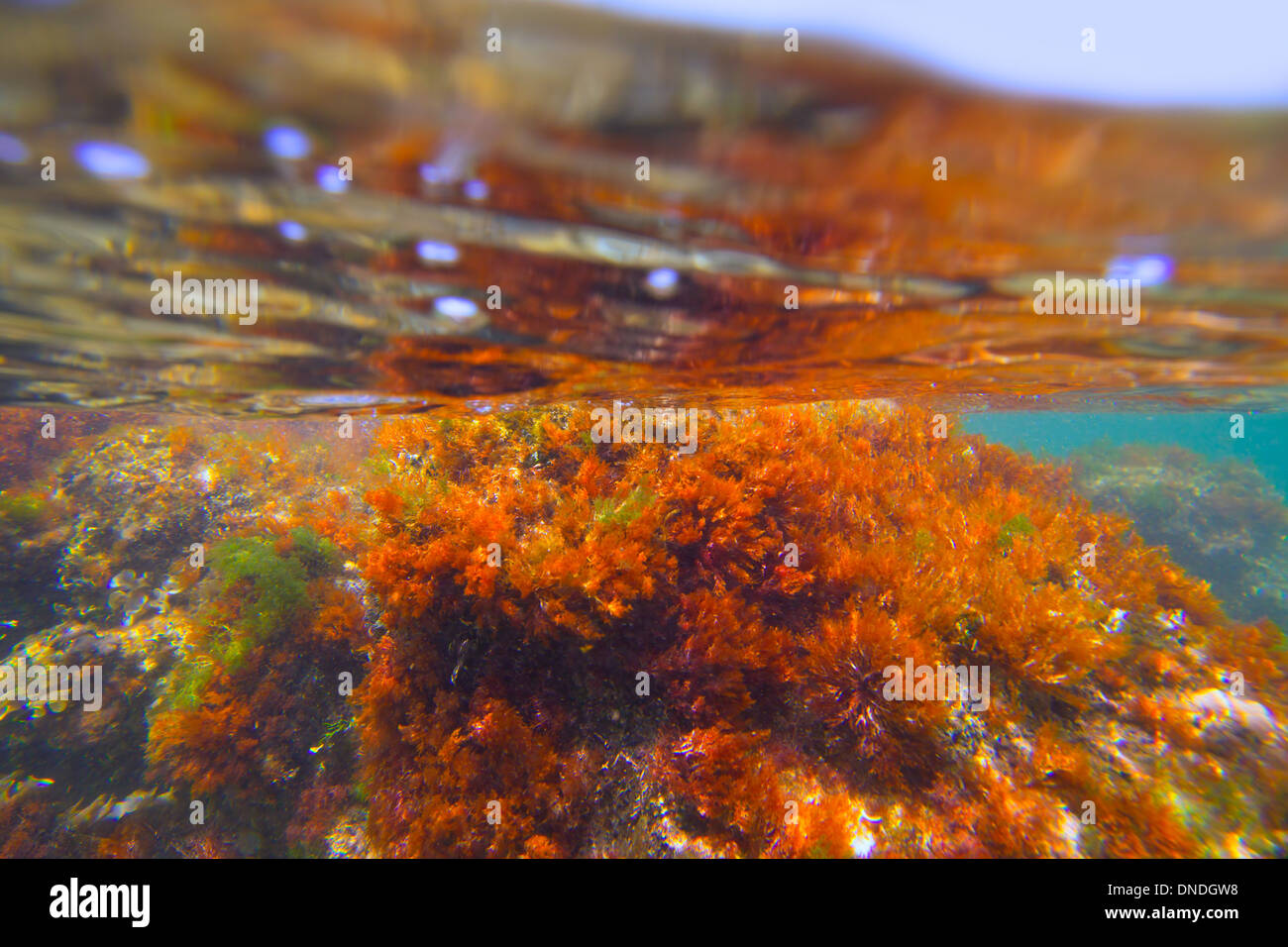 Golden brown algae hi-res stock photography and images - Alamy