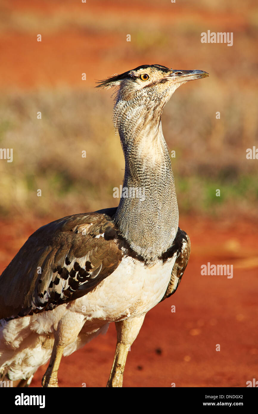 Kenya national bird hi-res stock photography and images - Alamy
