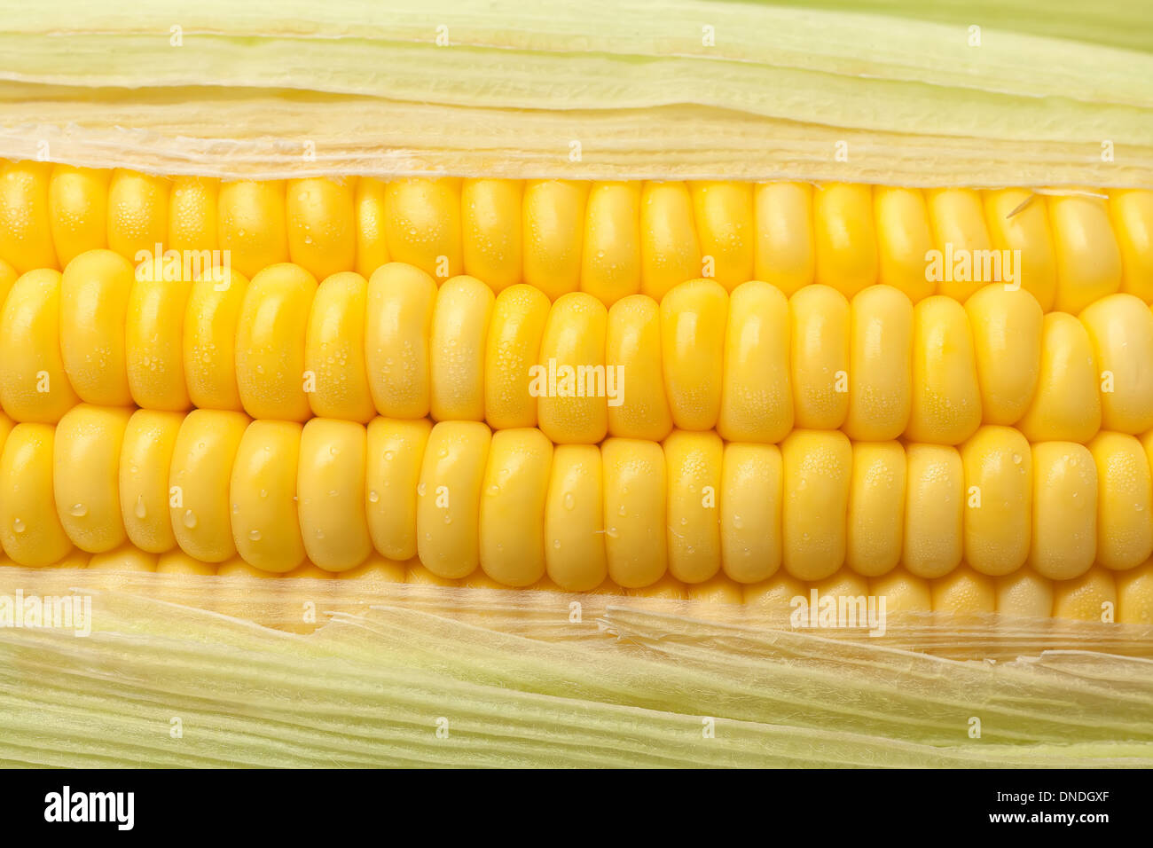 Fresh grains of corn with water droplets Stock Photo - Alamy
