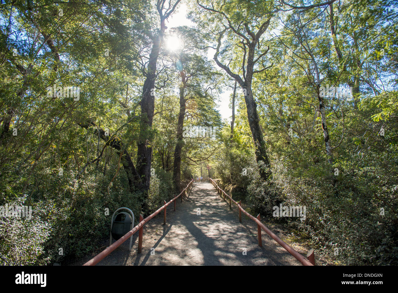 Pathway through forest hi-res stock photography and images - Alamy