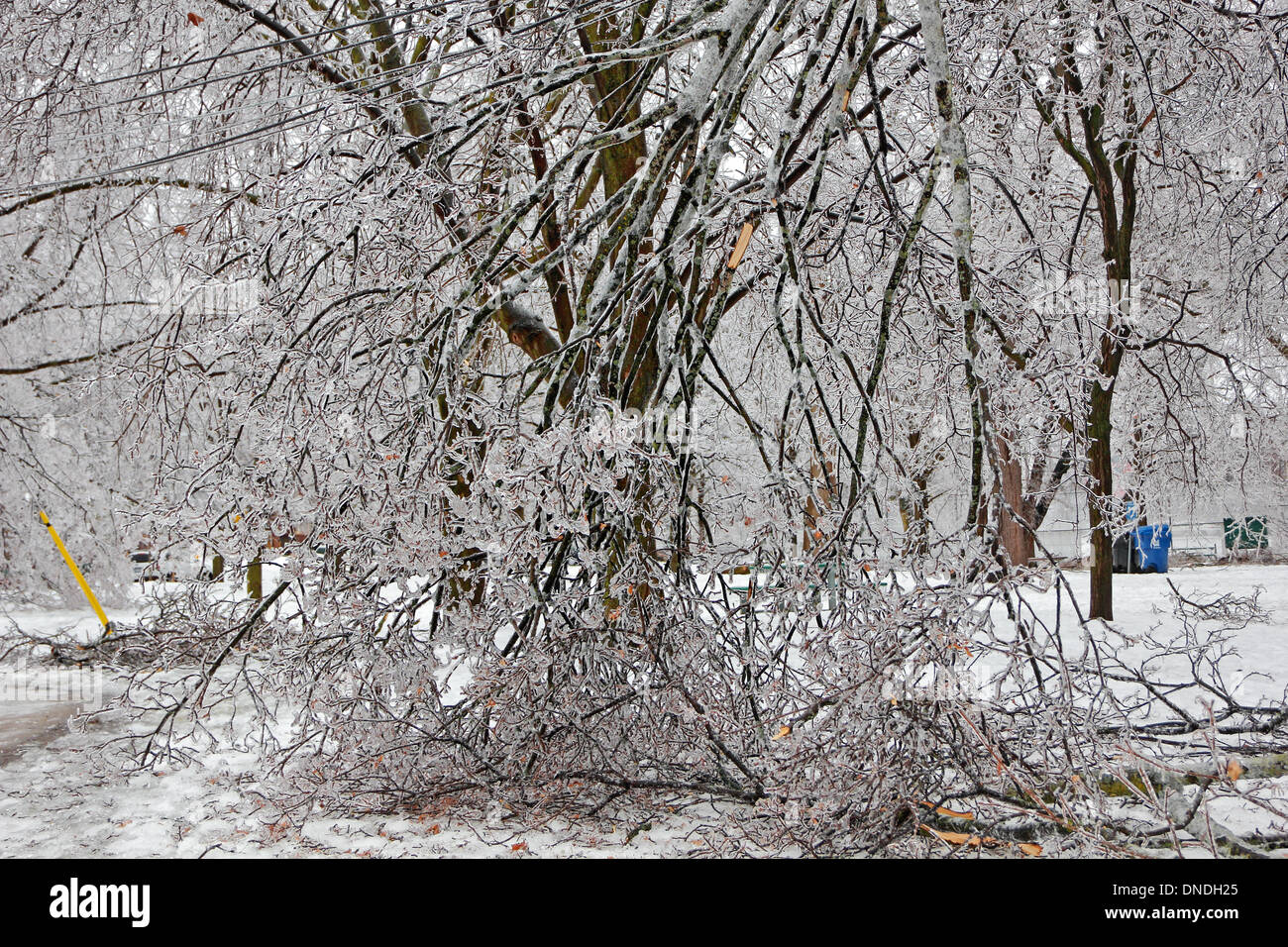 Toronto, Canada. 22nd Dec, 2013. Fallen tree branches and electrical ...