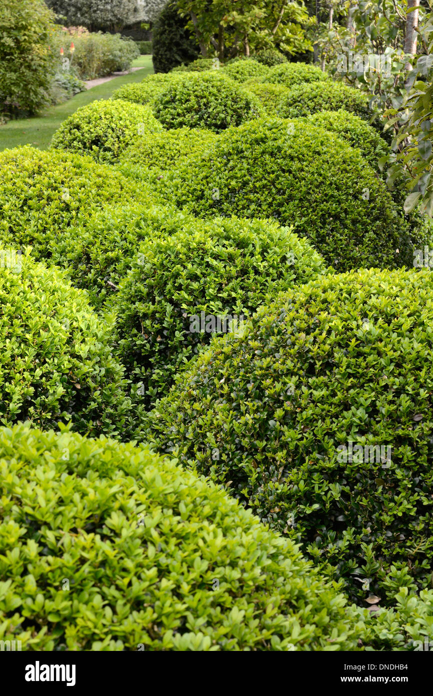 Trimmed shrub hi-res stock photography and images - Alamy