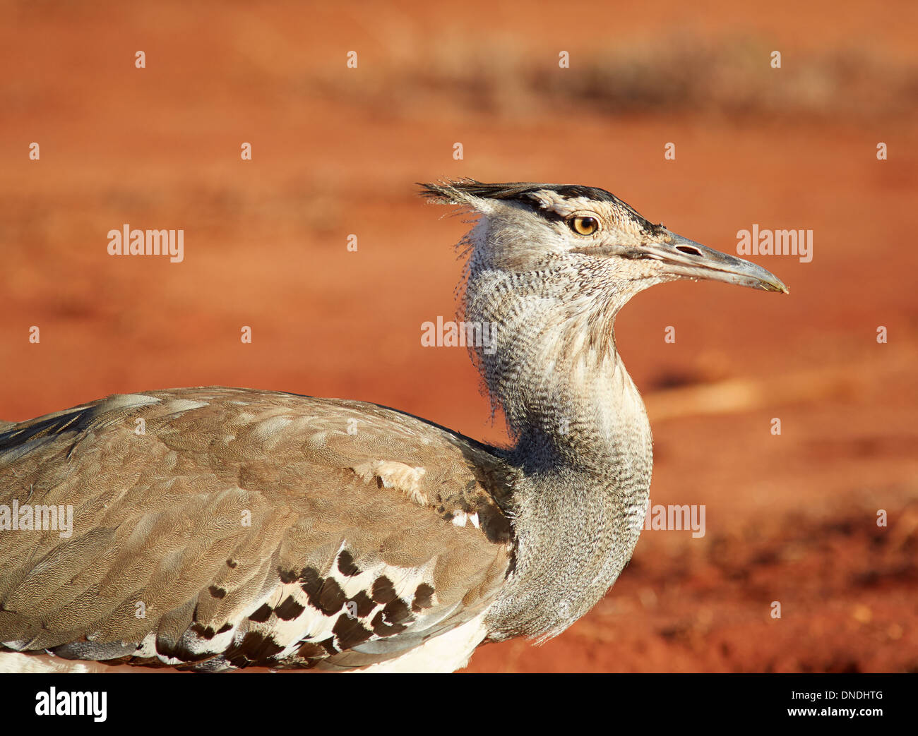 Kori Bustard Ardeotis kori a large heavy bird capable of flight at ...