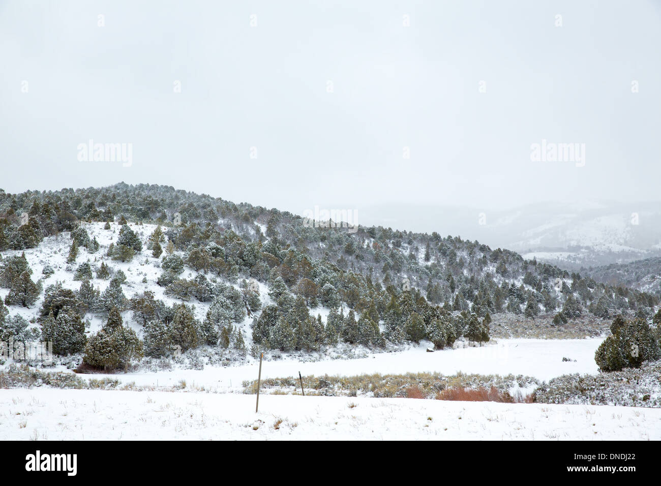 Nevada USA spring first snow in the mountain trees Stock Photo - Alamy