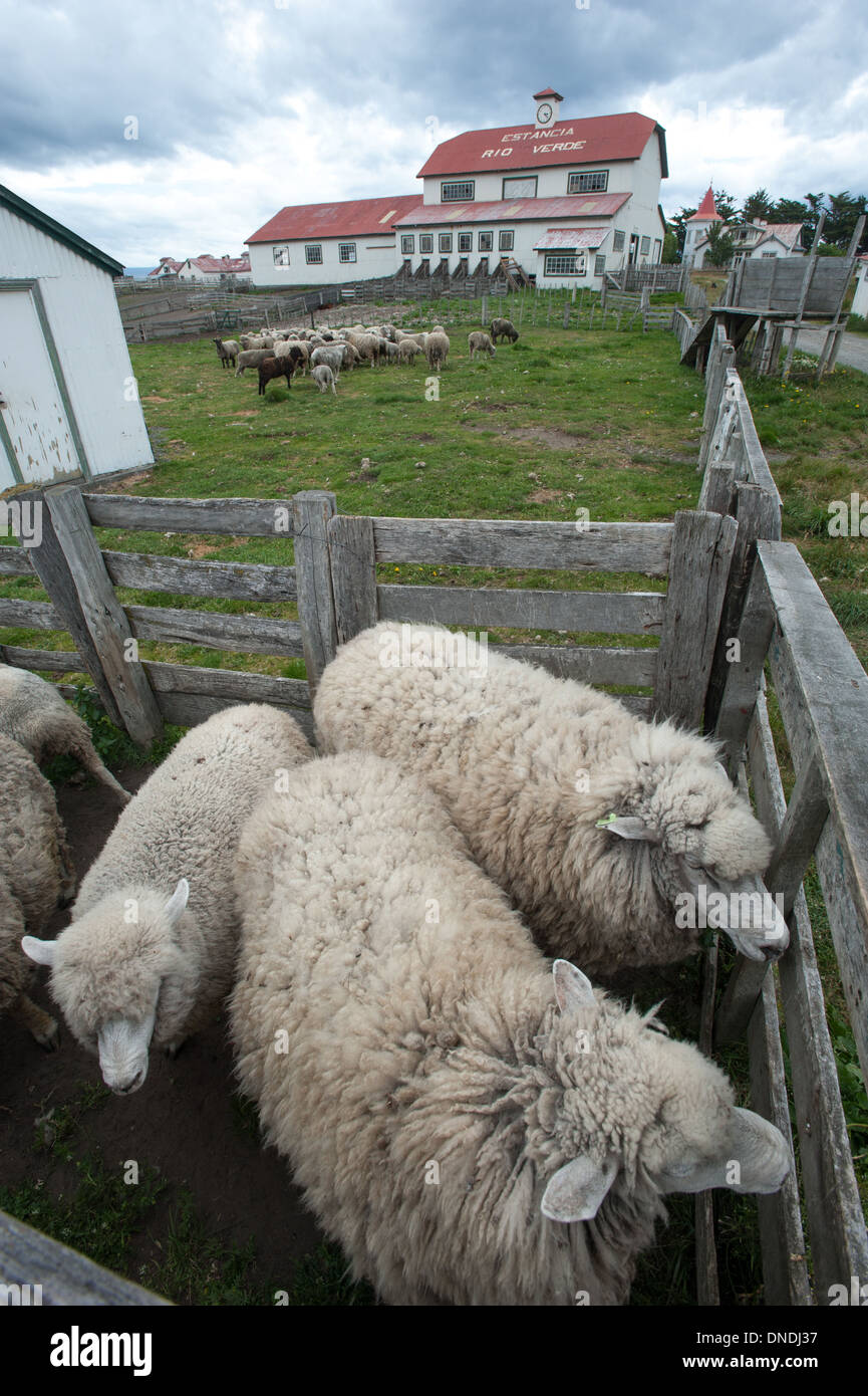 Sheep stuck in fence hi-res stock photography and images - Alamy