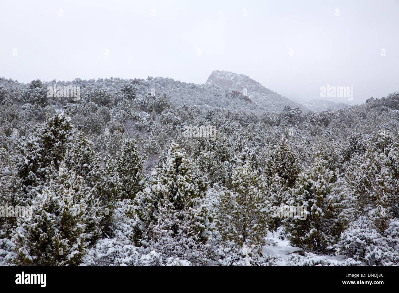 Nevada USA spring first snow in the mountain trees Stock Photo - Alamy