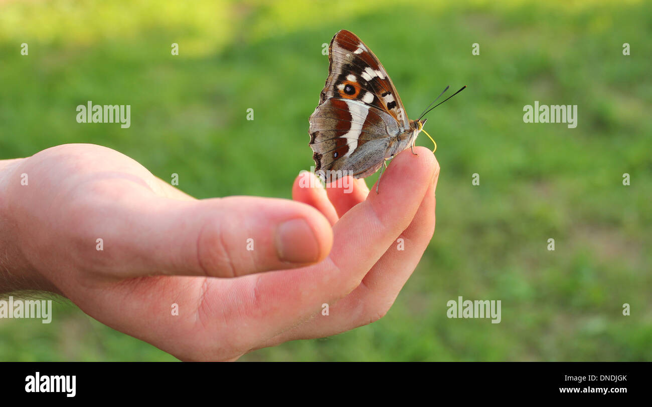 butterfly on finger Stock Photo - Alamy