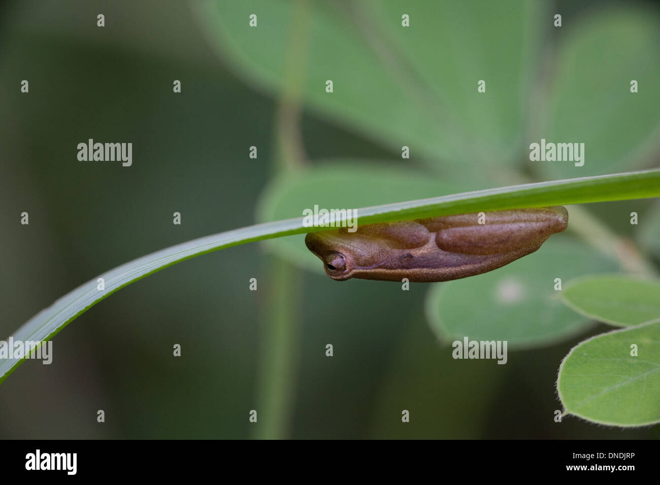 Frog (unknown species)on a leaf in Cienaga de las Macanas nature ...