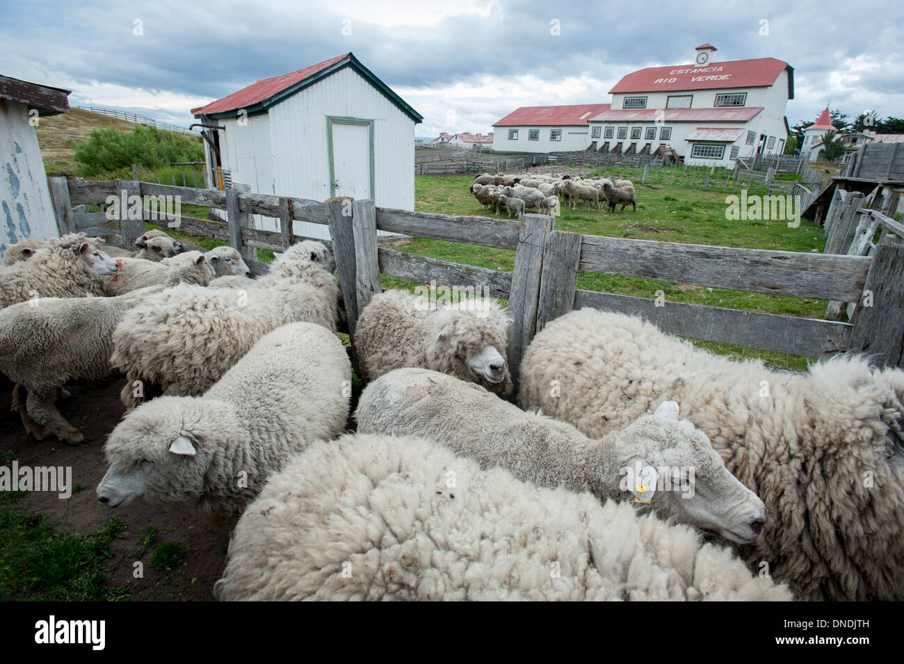 Fenced in Sheep, Rio Verde Chile Stock Photo - Alamy