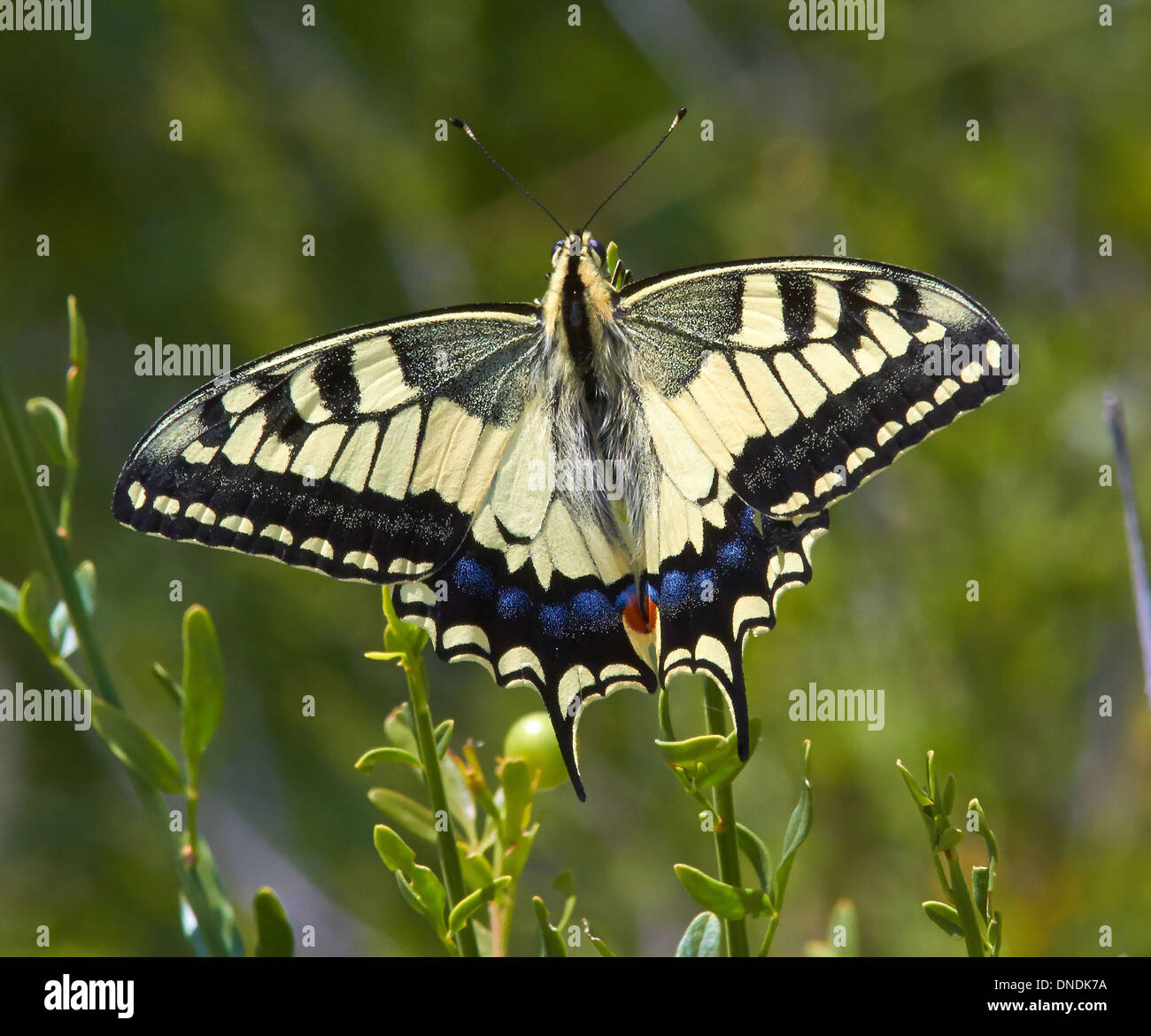 European Swallowtail butterfly at rest on vegetation Stock Photo - Alamy