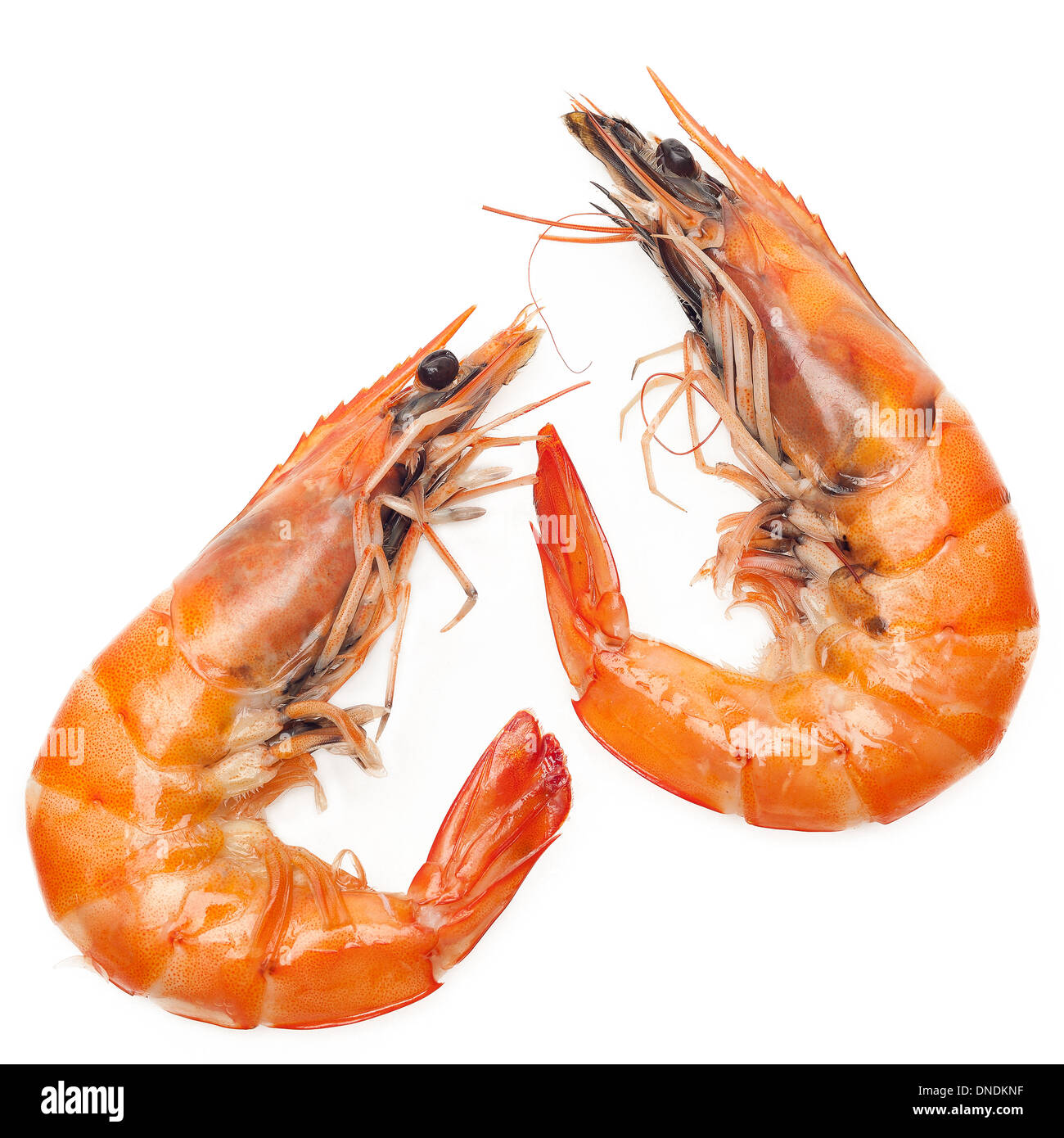 Close up shrimp isolated on white background Stock Photo - Alamy