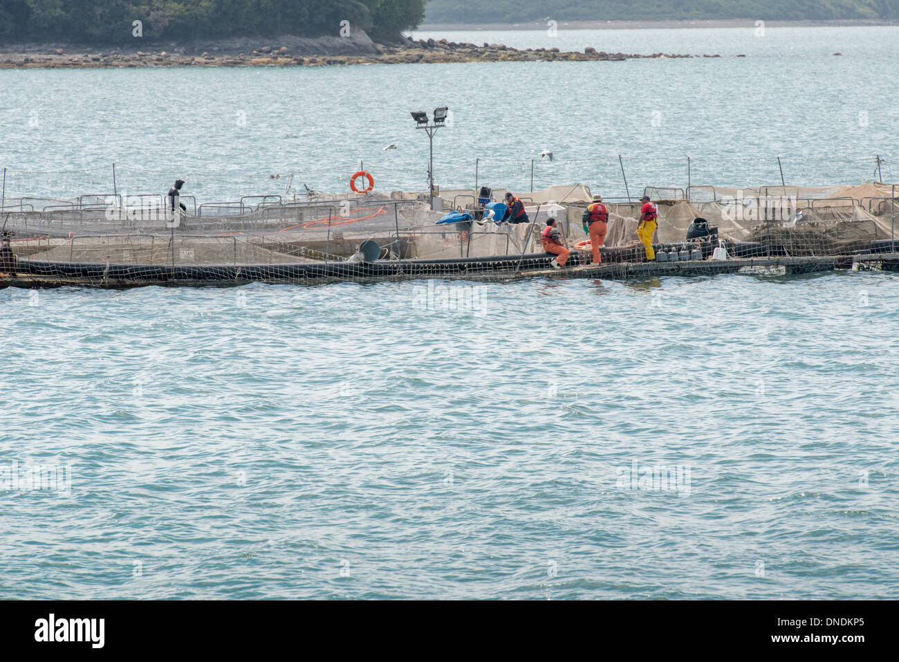 Salmon fish farm in Chile Stock Photo - Alamy