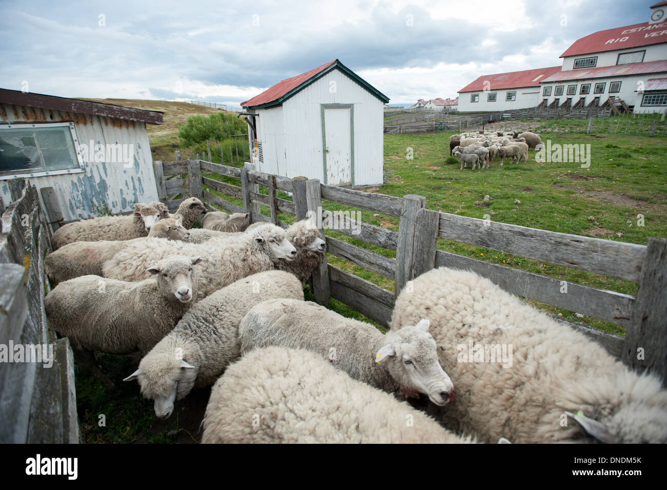 Fenced in Sheep, Rio Verde Chile Stock Photo - Alamy